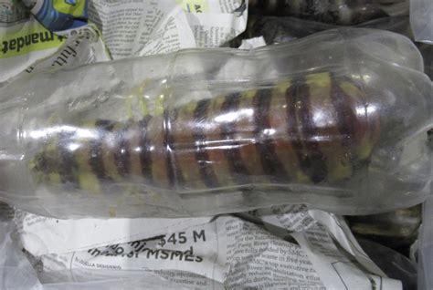 中國「猴頭菇」又爆47公噸農藥超標！ 今年已12批、禁賣1個月措施不變 蕃新聞