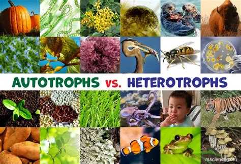 Explain The Difference Between How Autotrophs And Heterotrophs Acquire