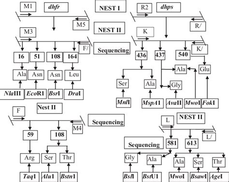 Schematic Representation Of The Nested System For The Detection Of Download Scientific Diagram