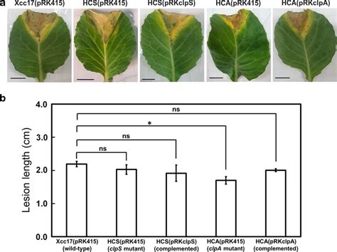 Effects Of Clps And Clpa Mutation On The Virulence Of X Campestris Pv