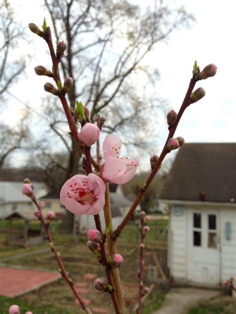 17 Best Images About Fruit Trees On Pinterest Pomegranates Pear Trees And In Color