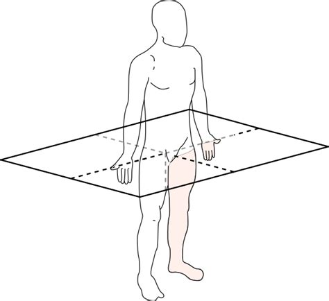 El Plano Transverso Anatomía I
