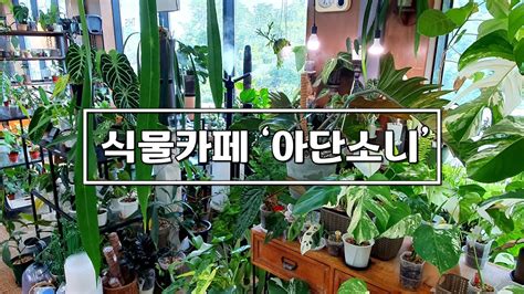영원히 머물고 싶은 식물카페 경주 아단소니 Youtube