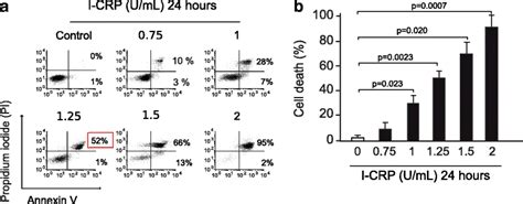 Phosphatidylserine Exposure And Membrane Permeability Of Hela Cells