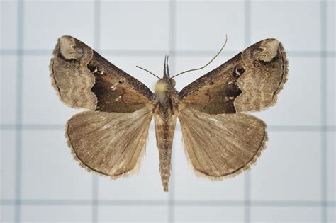 Hypena Indicatalis Hypena Indicatalis Picture Insect