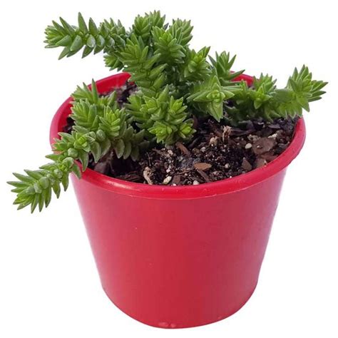 Crassula Muscosa Aka Watch Chain Your New Succulent Best Friend