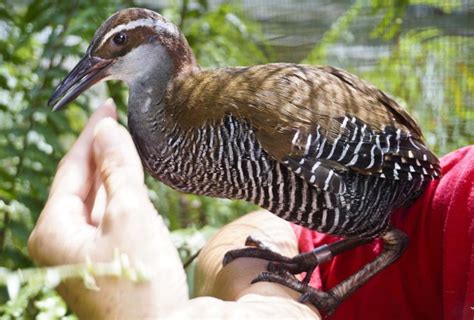 Delegate To United Reconsider Program For Native Guam Birds Local