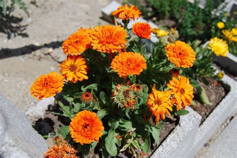Caring For A Calendula Officinalis Calendula Care Tips