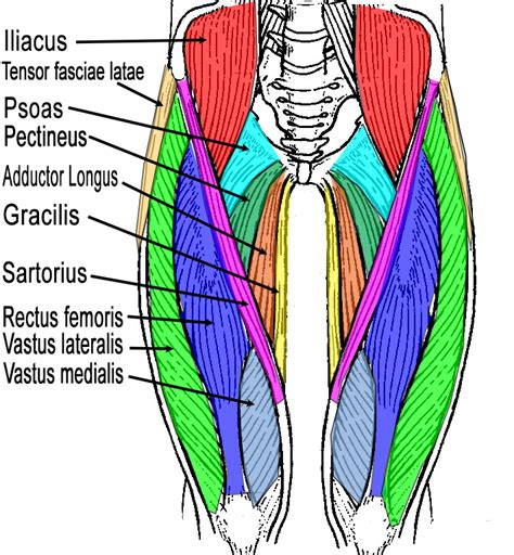 Muscles Of The Leg Quads