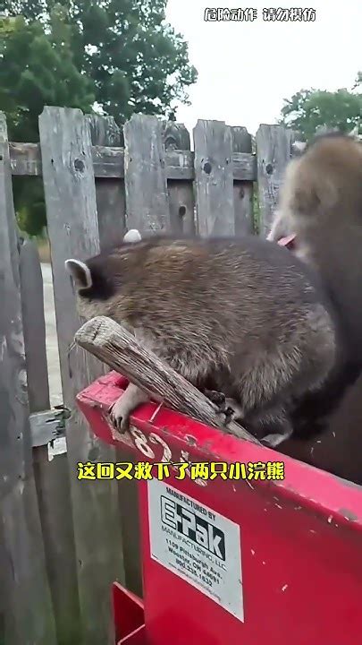 歌曲爱情就算了 国外夫妇倒垃圾只偶遇只被困的小浣熊，好心救助不料第四天全族小浣熊被困垃圾桶里，看到这一幕夫妇惊呆了。人与动物和谐共处 治愈