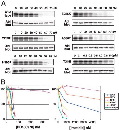 Kinase Assays Of Wild Type And Abl Kinase Domain Mutations In The Download Scientific Diagram
