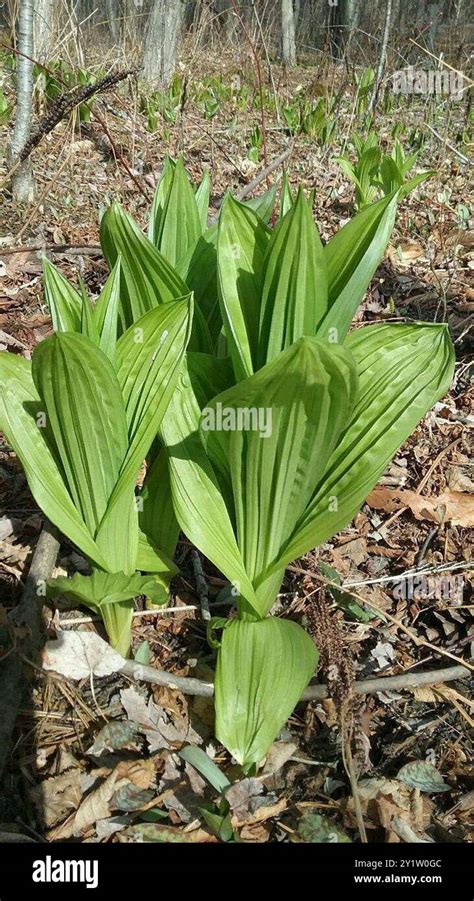 Green False Hellebore Veratrum Viride Plantae Stock Photo Alamy