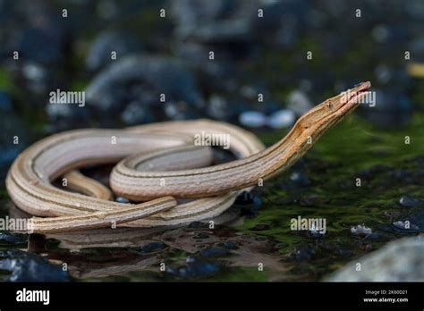 Burtons Legless Lizard Or Lialis Burtonis Lialis Burtonis Pencil