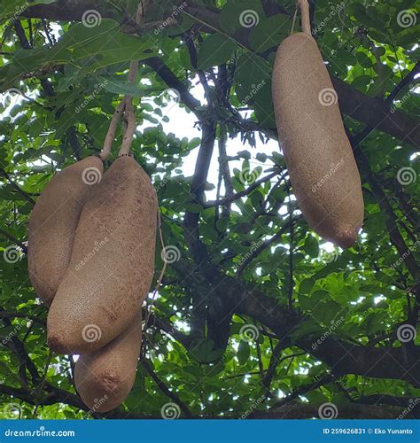 Kigelia Africana Fruit Is Useful For Anti Fungal Anti Bacterial Skin