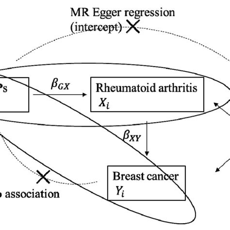 Two Sample Mendelian Randomization Testing The Causal Effect Of