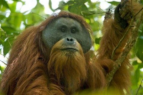 Discover This New Species Of Orangutan My Animals