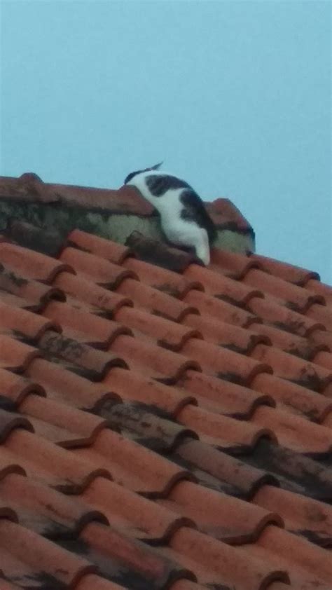 ชาวเน็ตแห่แชร์ภาพเจ้าแมวเหมียวขี้เซา ที่หลับได้ทุกที่ทุกเวลา