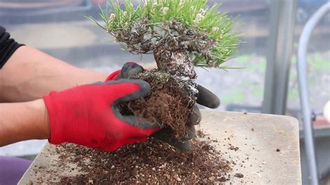 bonsai mini pine 盆栽 黒松 小品 植え替え YouTube