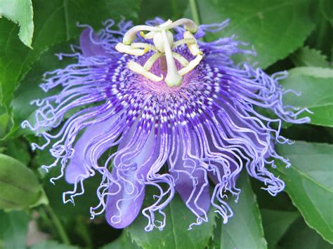 Passiflora Iridescence Brushwood Nursery Clematis Specialists