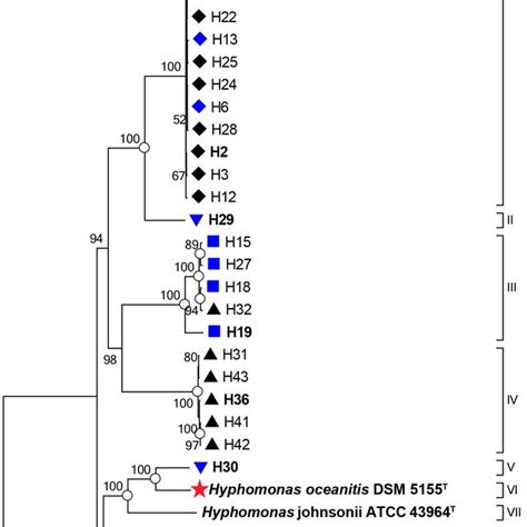 Phylogenetic Tree Based On Concatenated Housekeeping Genes Percentage