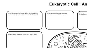 Cellular Structure And Function Graphic Organizer Coloring By ATLAS