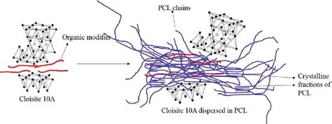 Schematic Representation Of The Interaction Diffusion Of PCL Chains Download Scientific Diagram