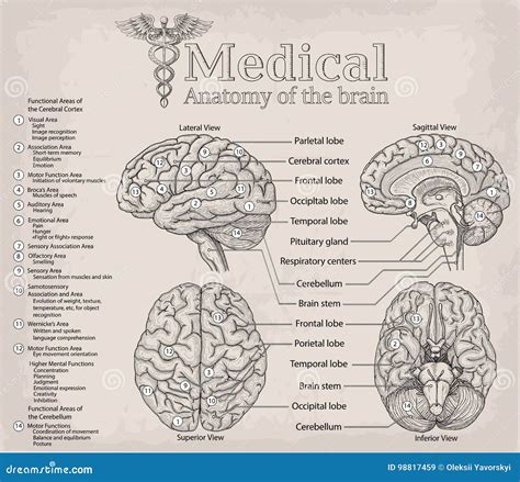 Functional Areas Of The Human Brain Diagram Vector Illustrations