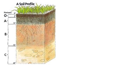 Soil Diagram Quizlet