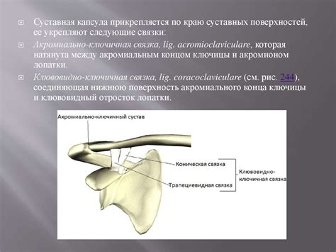 Разрыв акромиально ключичного сочленения презентация онлайн