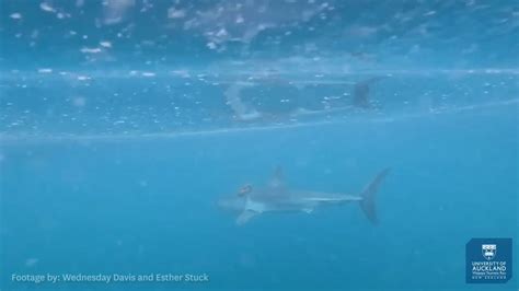 Biologists Report That They Have Successfully Filmed A Video Of An