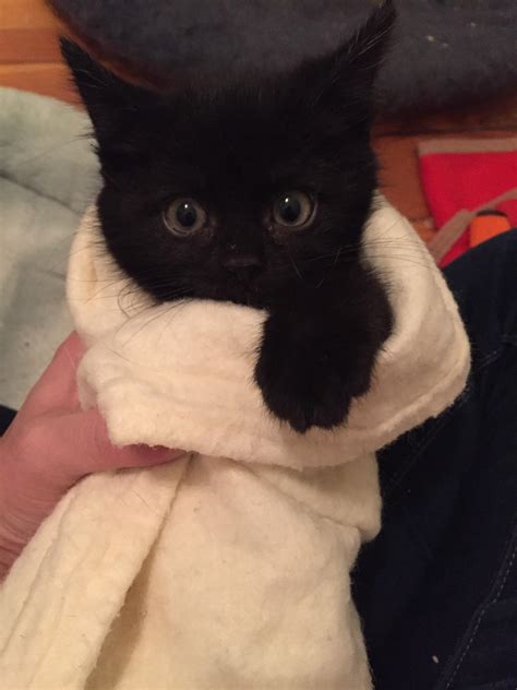 One Of My New Slightly Feral Foster Kittens Rcats