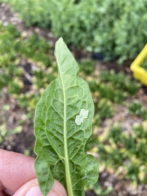 What Are These Eggs On My Spinach St Louis Mo R Whatsthisbug