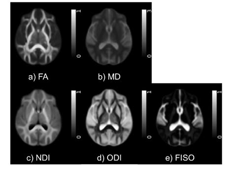Average Diffusion Maps Population Average Maps Of A Fractional Download Scientific Diagram