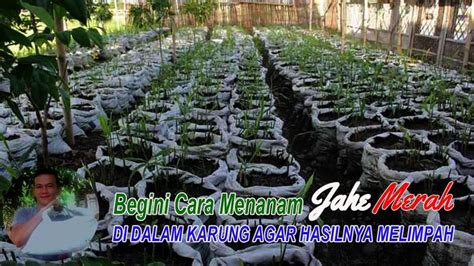 Cara Tanam Jahe Merah Dalam Karung (Polybag) Agar Hasilnya Maksimal ...