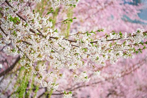 Background Mekar Sakura Bunga Sakura Menutup Latar Belakang Di Musim