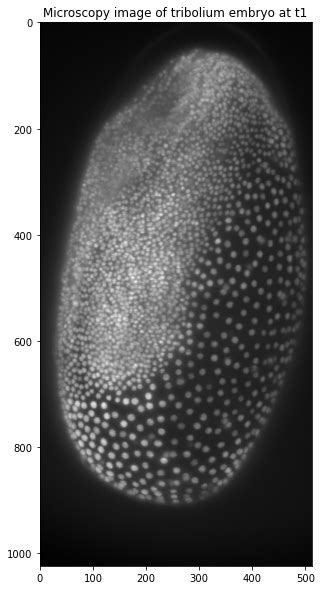 Introduction To Image Analysis Basics In Python With Scikit Image — Bia Pol Blog