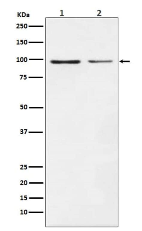Dynamin Antibody Sr2307 Novus Biologicals 50 μg Unconjugated
