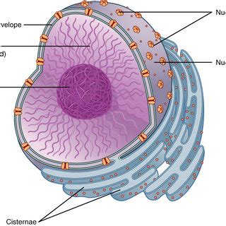 Pdf Difference Between Nucleolus And Nucleus