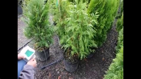 How To Fertilize Small Garden Plants By M Hirst Youtube