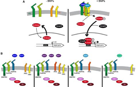 Basic Elements And Promiscuity In The Bmp Signaling Pathway A In The