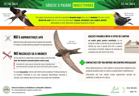Fundaţia ℹ️ Prin Păsări Insectivore Ne Referim în Special La