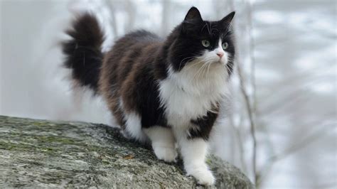 Сибирский биколор картинки и фото Koshka Top