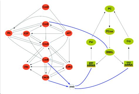 the interconnected mammalian cell cycle left adapted from fauré et