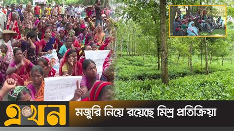 আজ থেকে কাজে ফিরবেন চা শ্রমিকরা Sylhet Tea Worker News Ekhon Tv