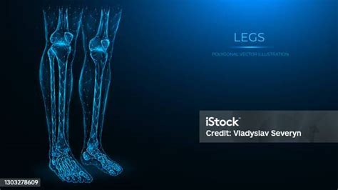 인간의 다리의 다각형 해부학 벡터 그림 대퇴골 슬개골 경골 비골 및 발 뼈 인간의 다리의 낮은 폴리 모델 의료 템플릿의 개념입니다 다리 신체 부분에 대한 스톡 벡터 아트 및