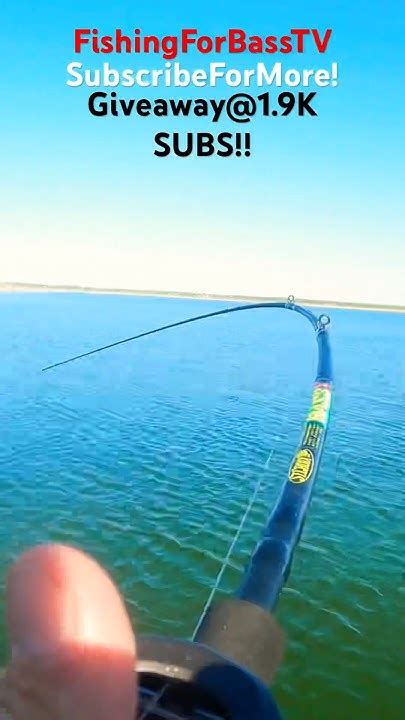 Oh Ivie Big Swimbait Bass Fishing🎣🎏🔥 Big Bass Fishing Subscribe