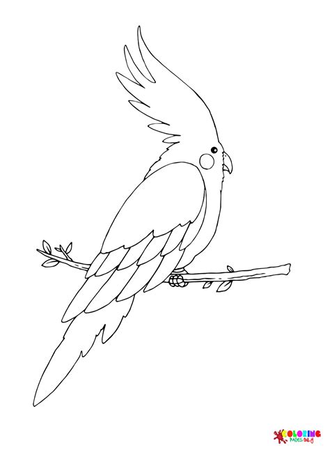 Free Cockatoo Bird Coloring Page Free Printable Coloring Pages