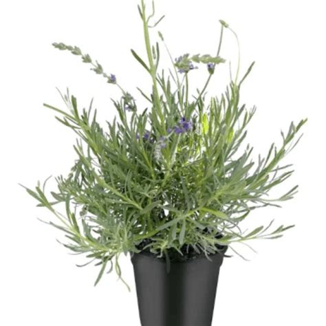 Michells Colour Perennials Assorted Agrimark