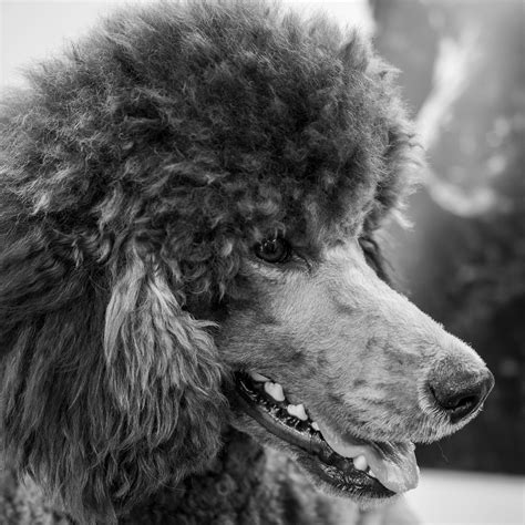 贵宾犬 狗 犬类 Pixabay上的免费照片 Pixabay