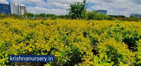 Krishna Nursery Photos